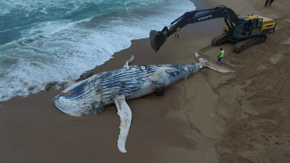 LOOK: Whale removed from Umhlanga beach, swimming still banned
