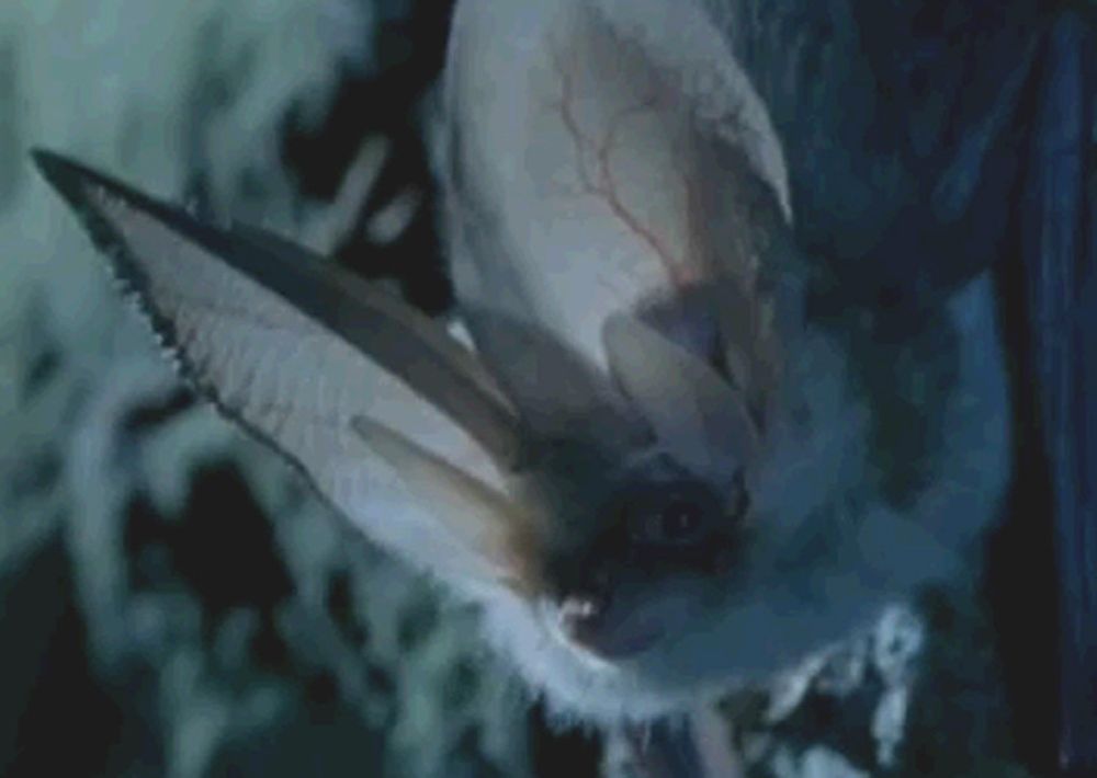 How the bat beats the lifespan rule