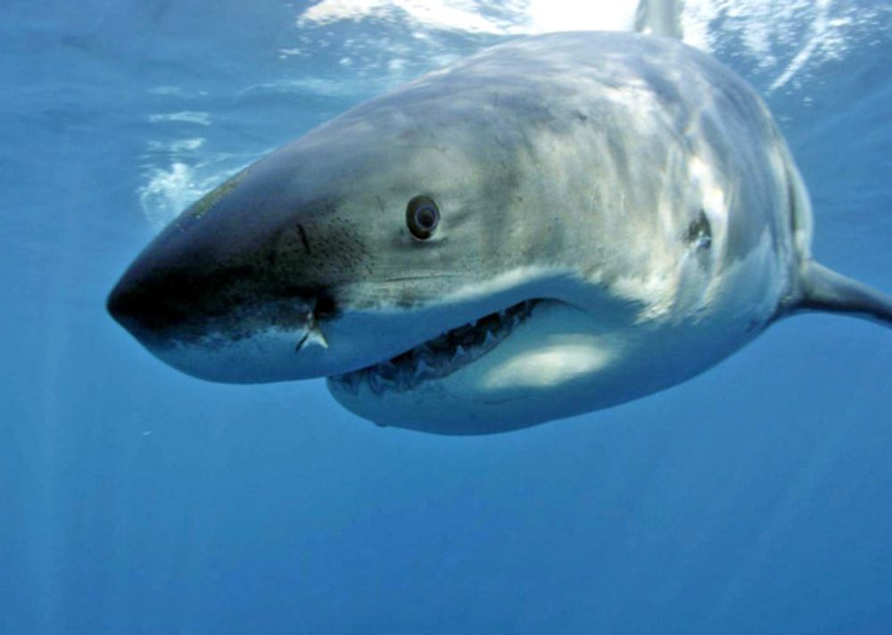 Shark kills teen surfer off La Reunion