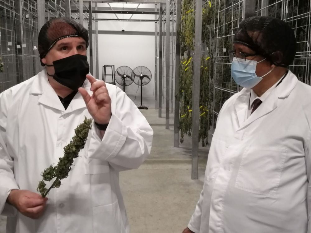 High hopes cannabis industry can boost Western Cape’s economic recovery