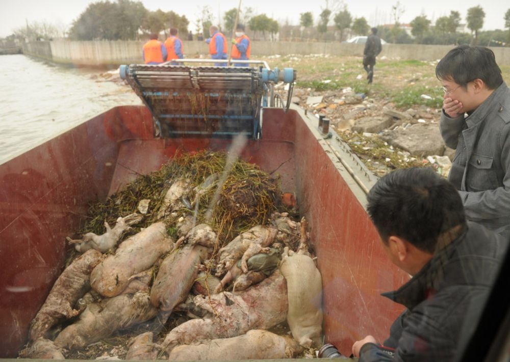 Pig carcasses in Shanghai river rise