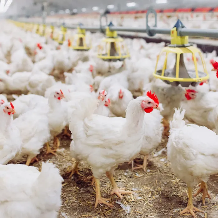 Feathers fly as Agoa poultry pros and cons come under the spotlight