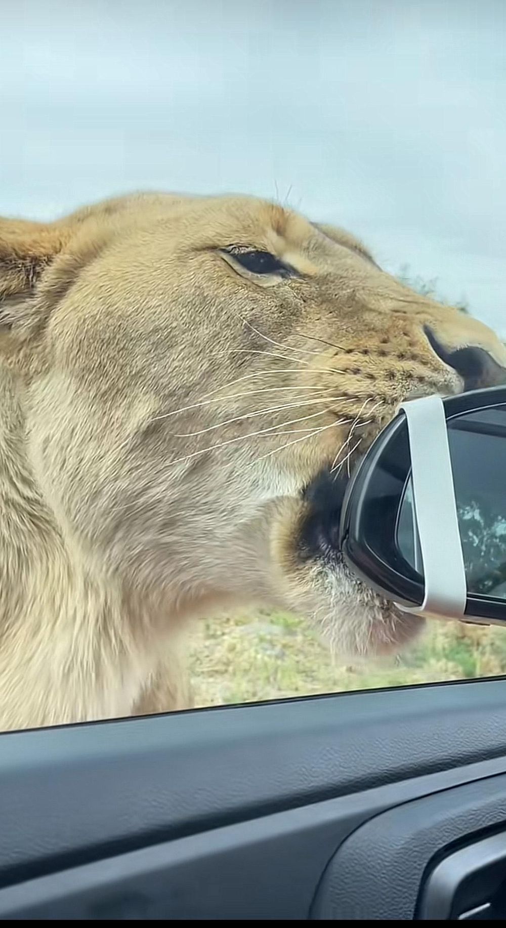 Viral video raises eyebrows: is your insurance valid for lion nibbling ...