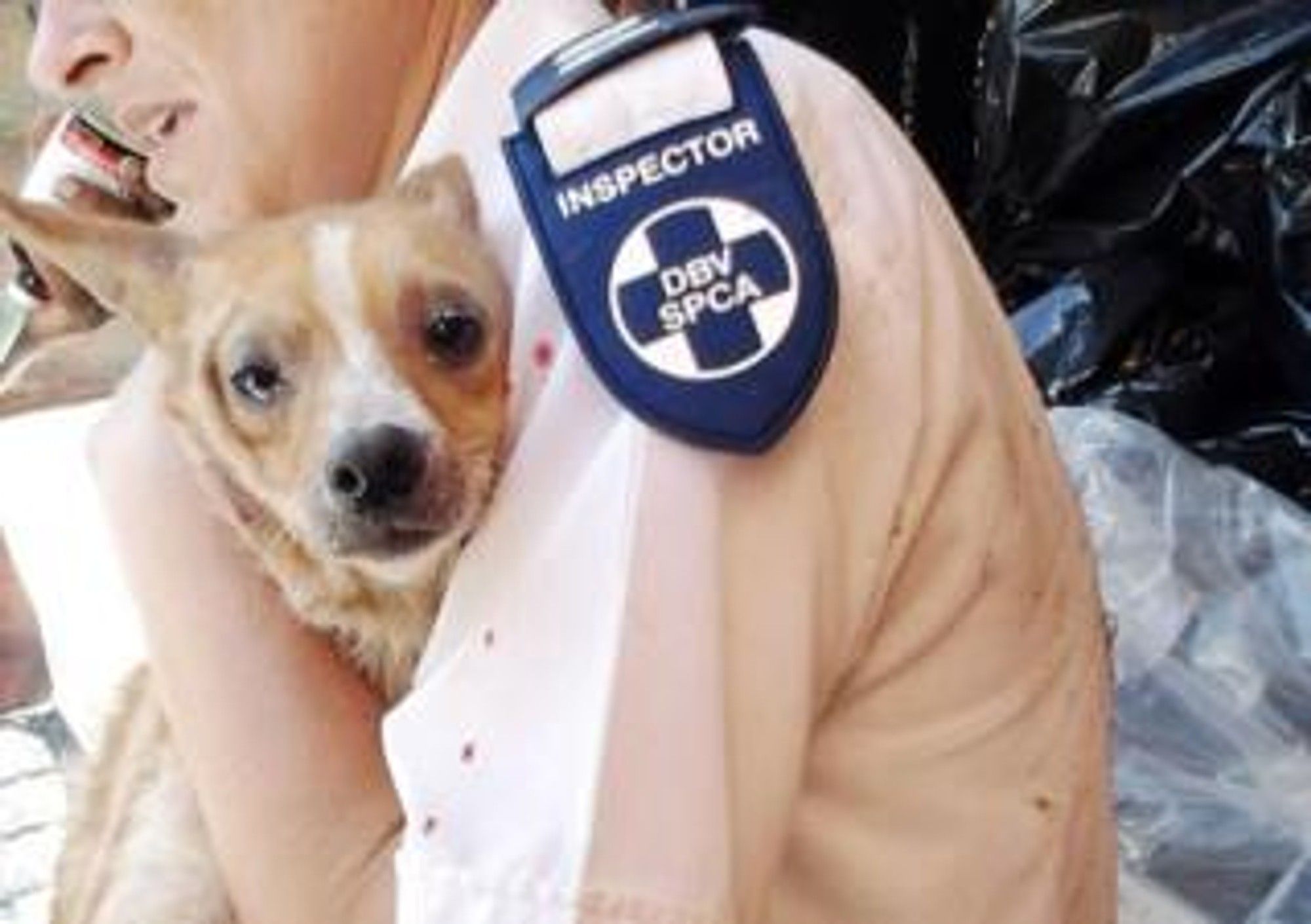 Dogs poisoned as SPCA targeted in 'crime spree'