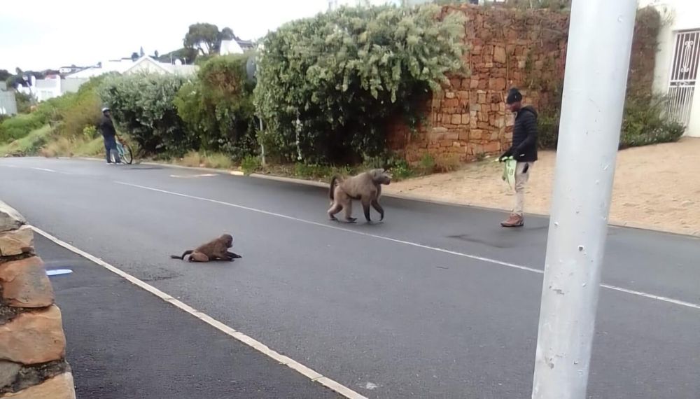 Dominant Alpha male baboon planned for euthanasia given lifeline