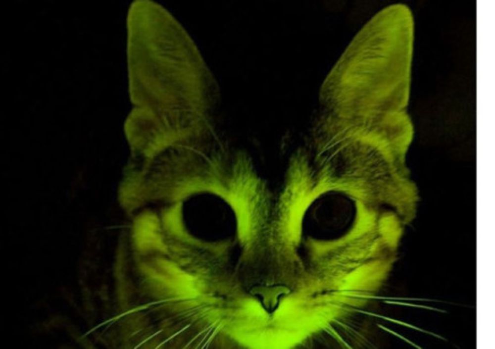 Glowing cat new tool in Aids research