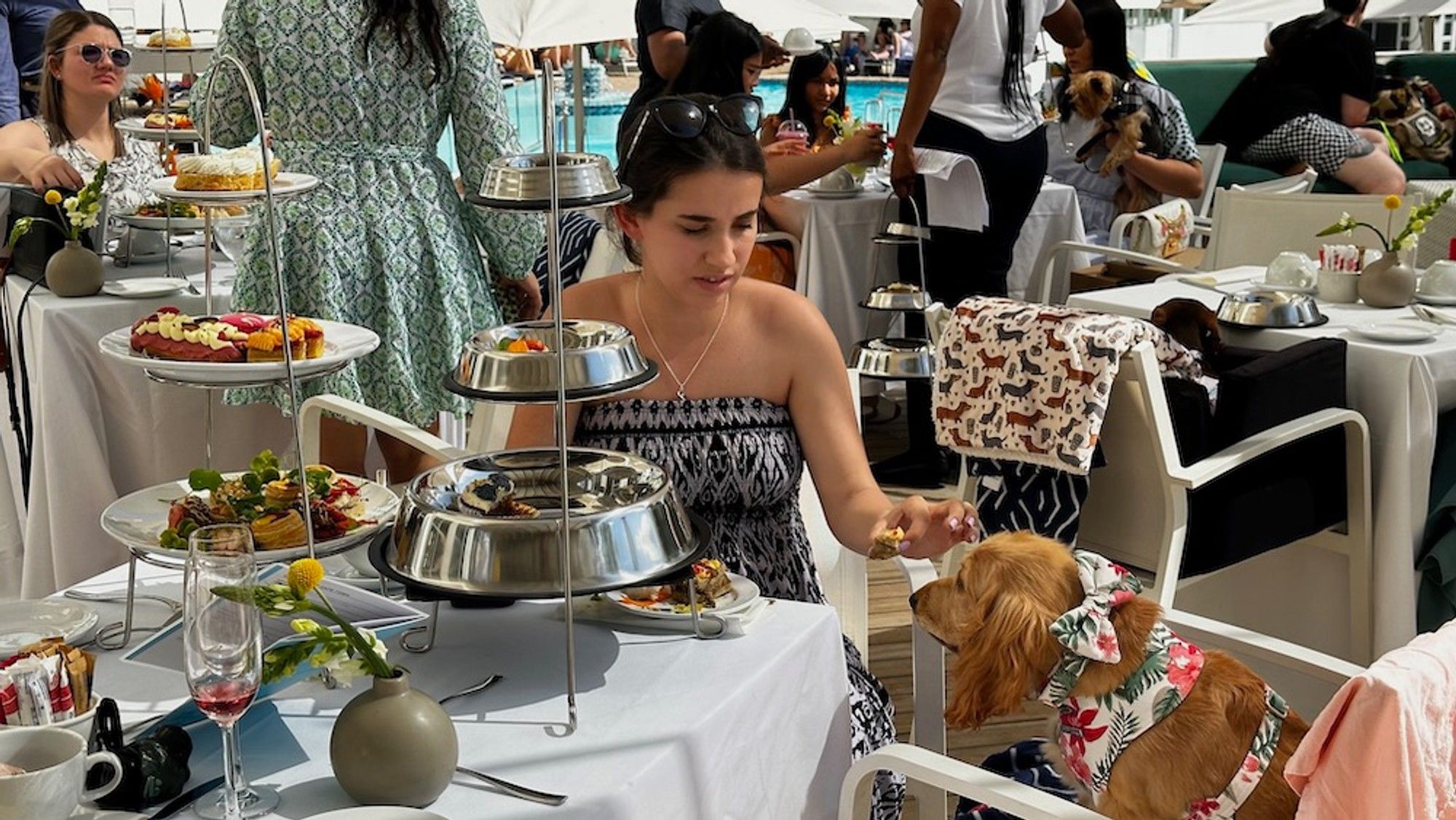 The President Hotel hosts another high tea for dogs