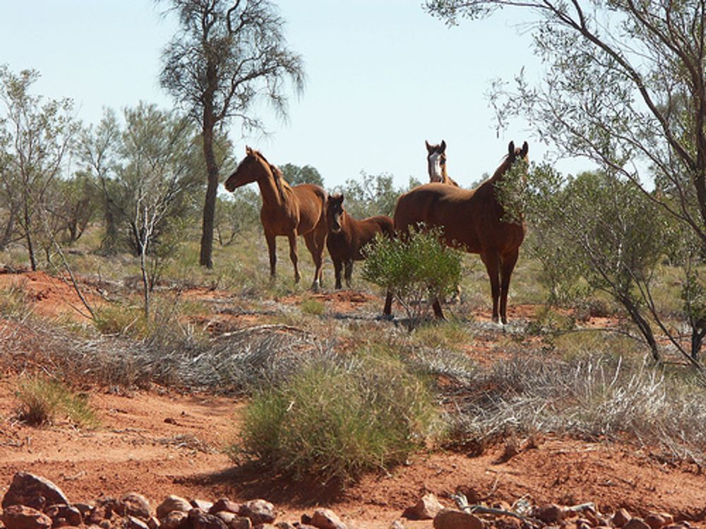 Australia takes on new global image