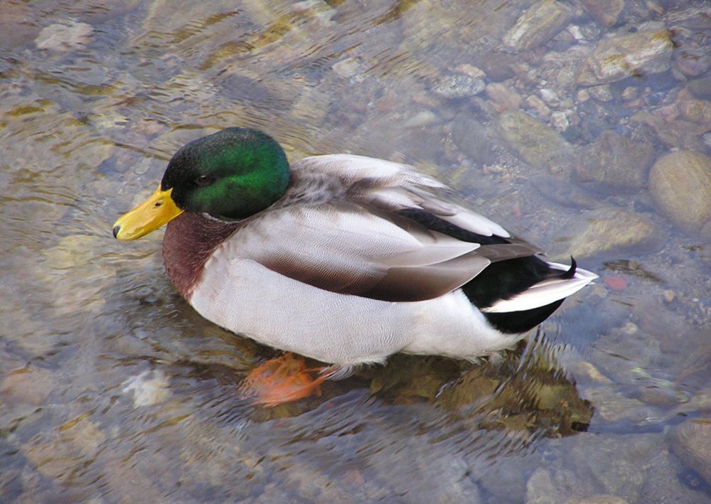 Duck survives grilling at 100km/h