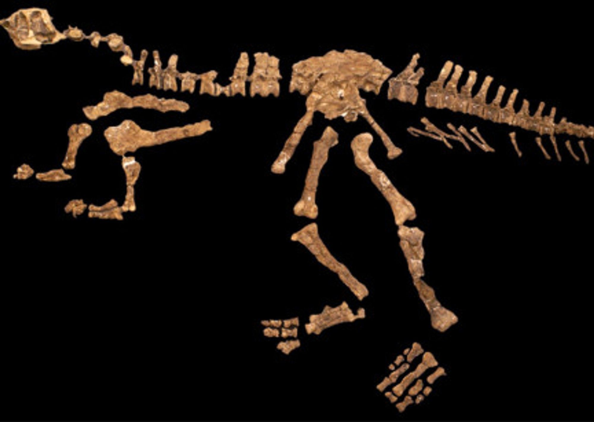 Meet the T-Rex’s cousin