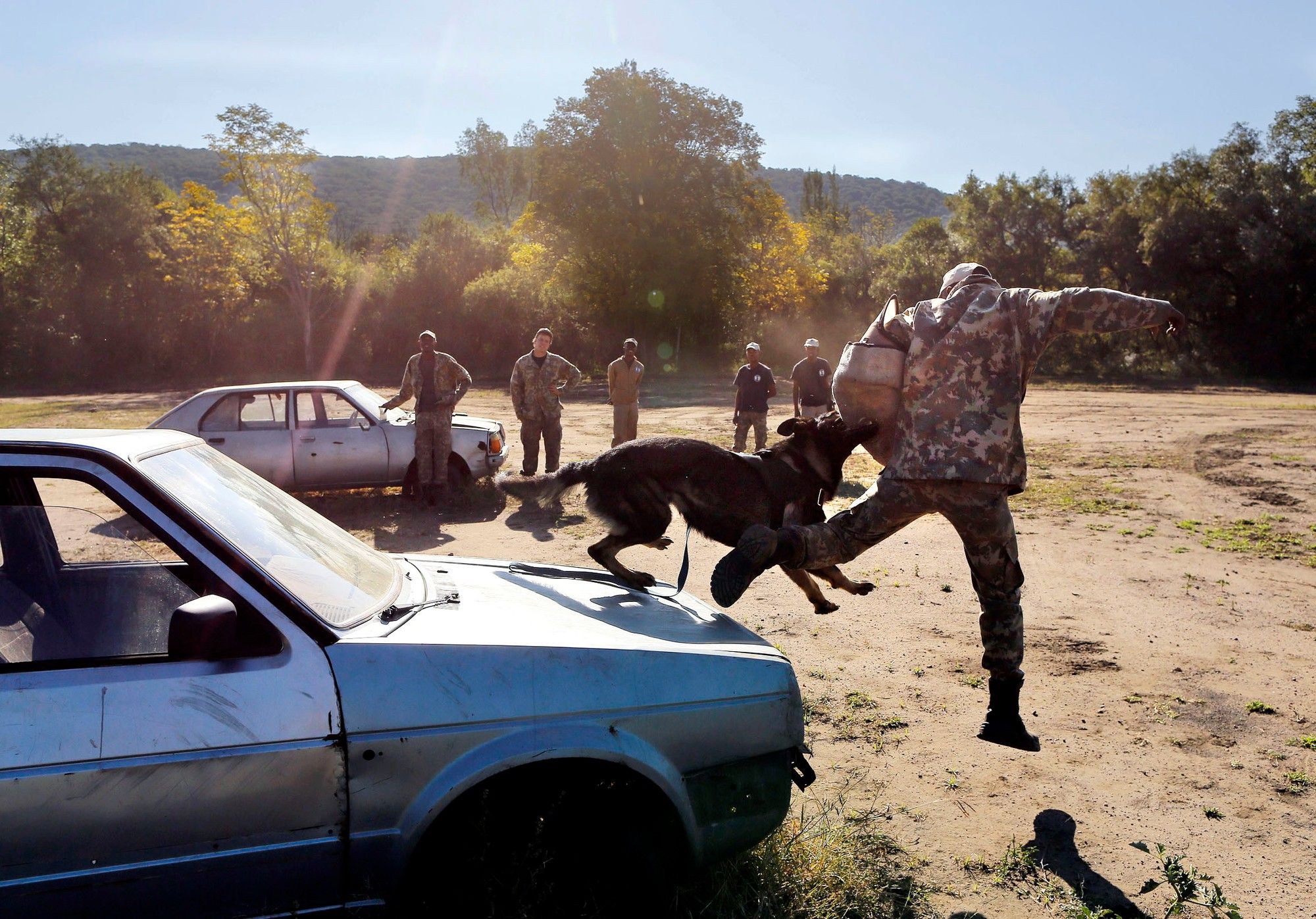 Dog attacks: what pet owners and victims need to know - lawyer