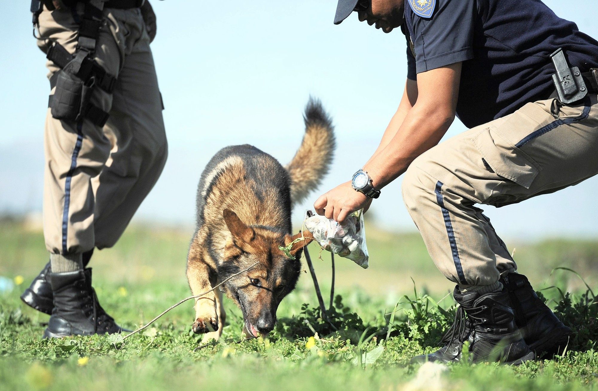Conservation canine unit dogs break new ground in poaching crisis