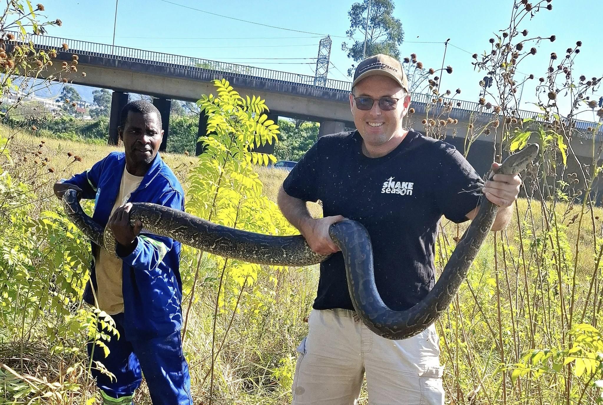 ‘There shouldn’t be a python here’: Nick Evans stunned by snake ...