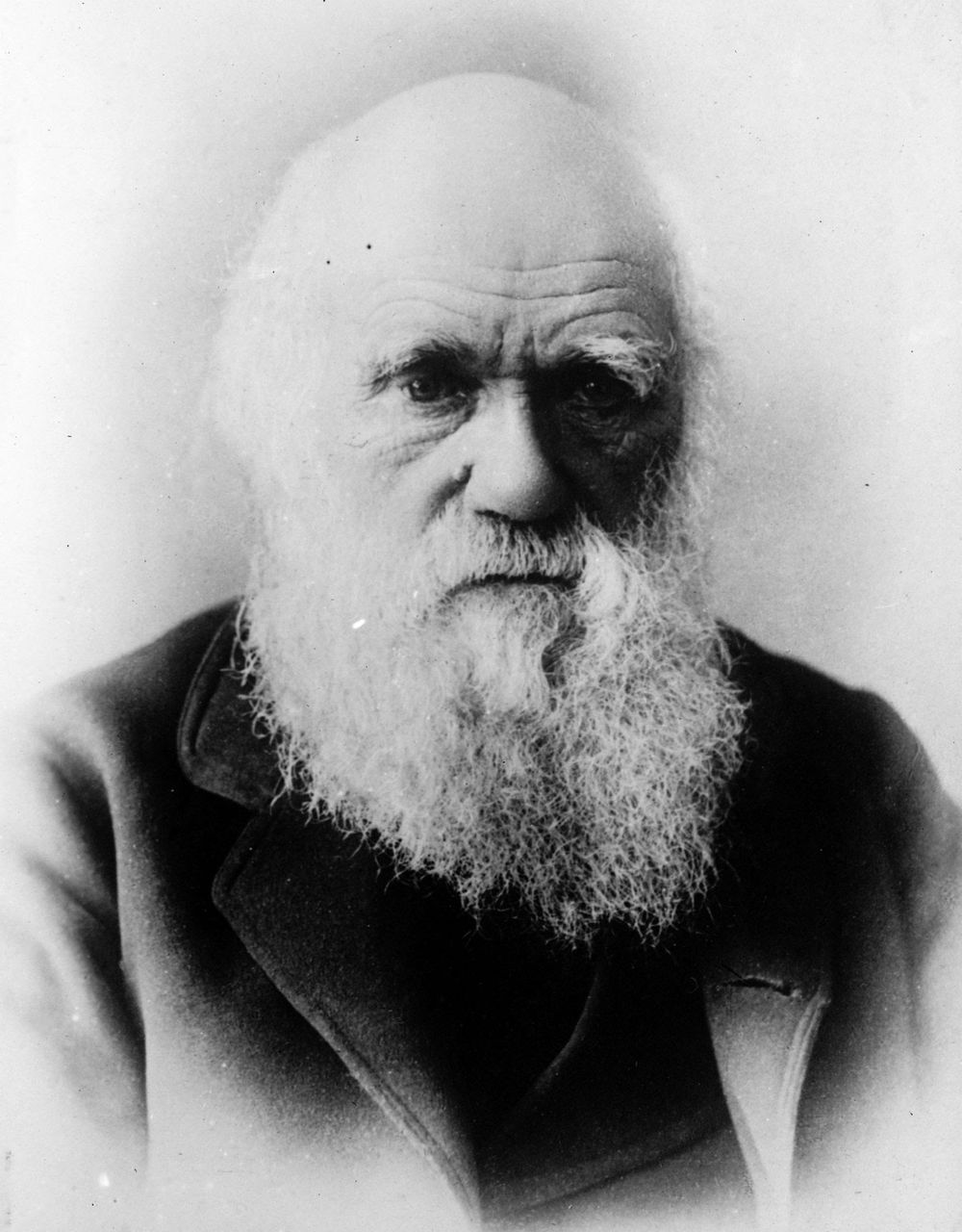 Darwin’s missing notebooks delivered to library in pink bag