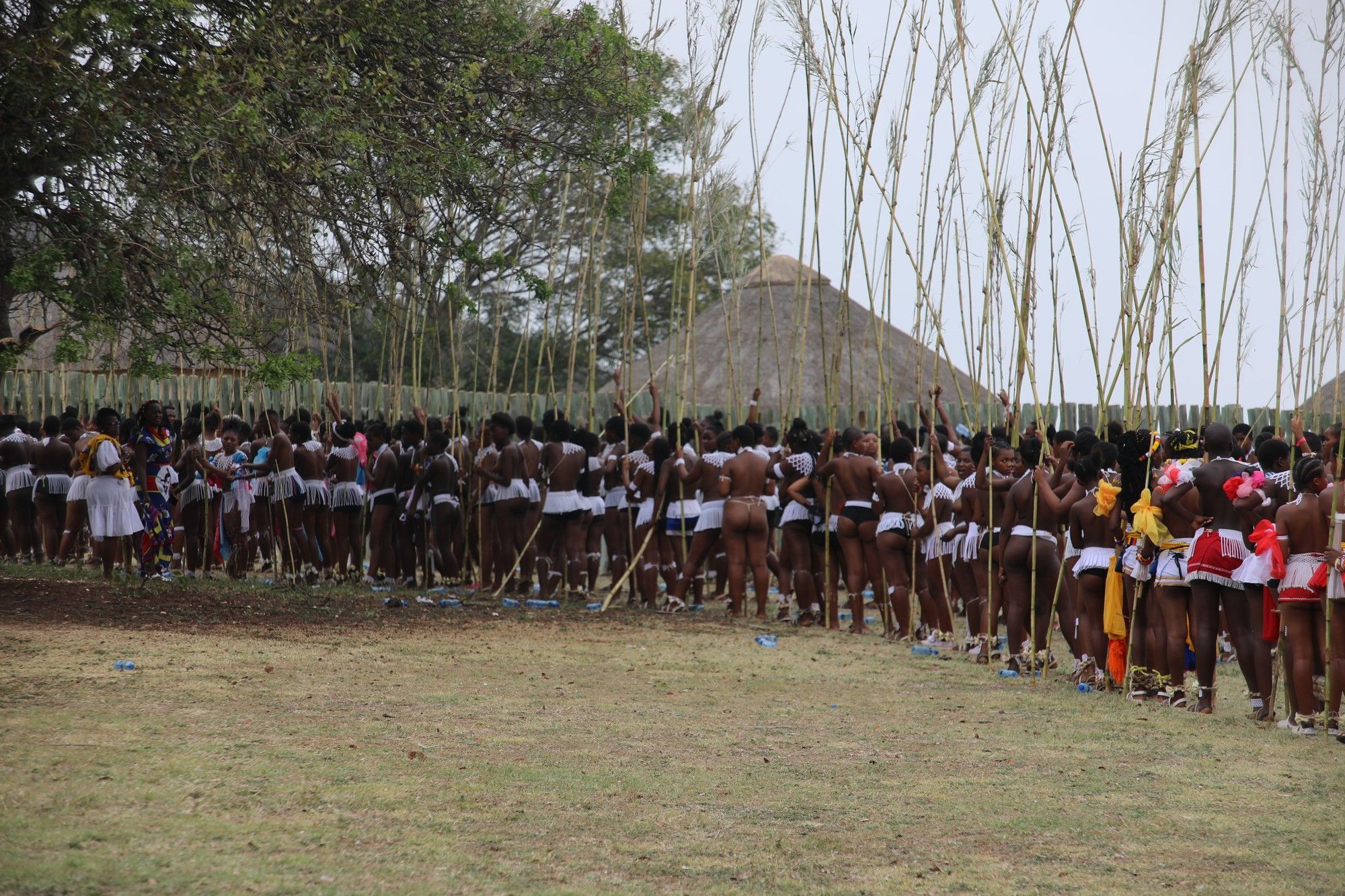 Reed Dance documentary to celebrate its 40th anniversary
