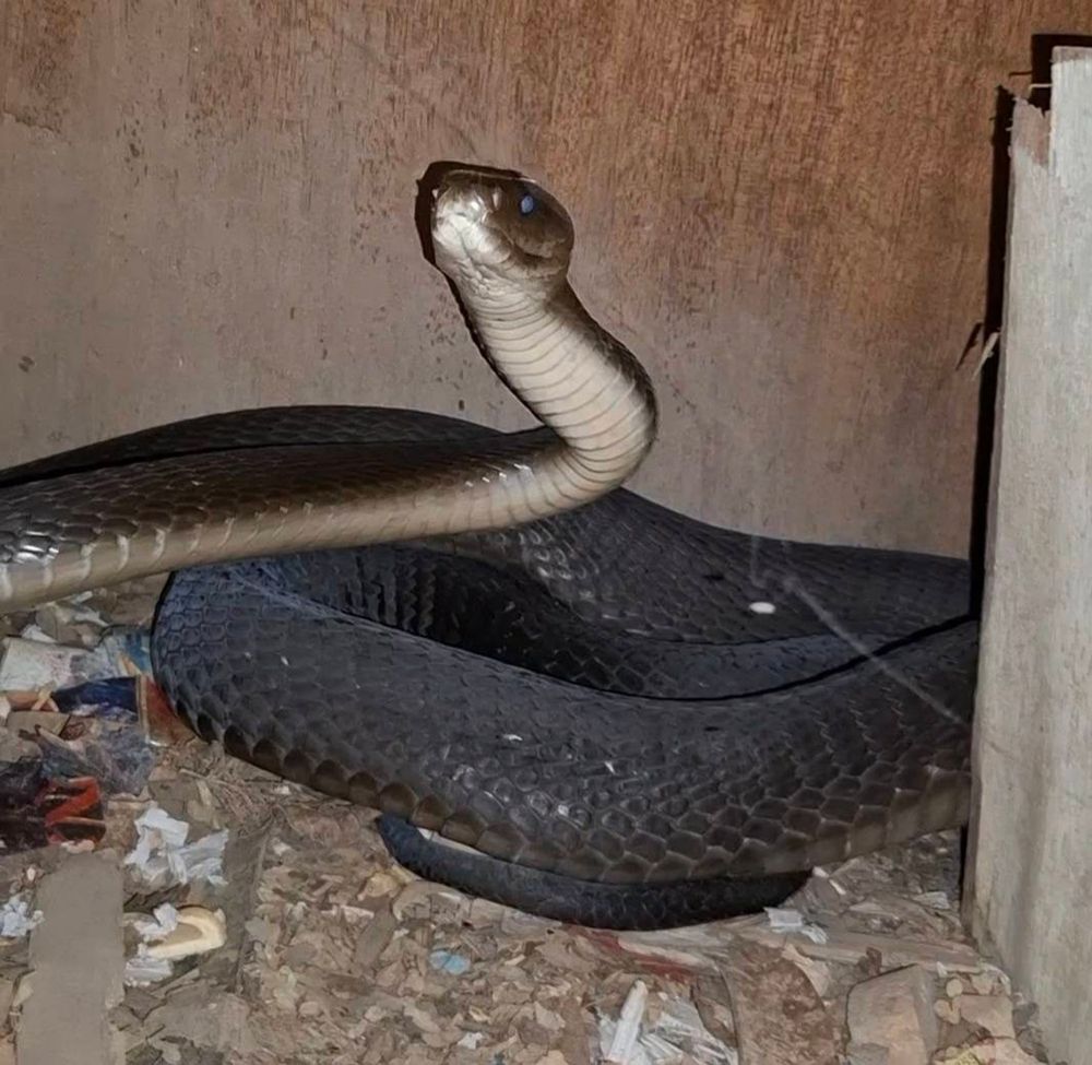 Black mamba rescued after feasting on feral kittens in Shallcross, Durban