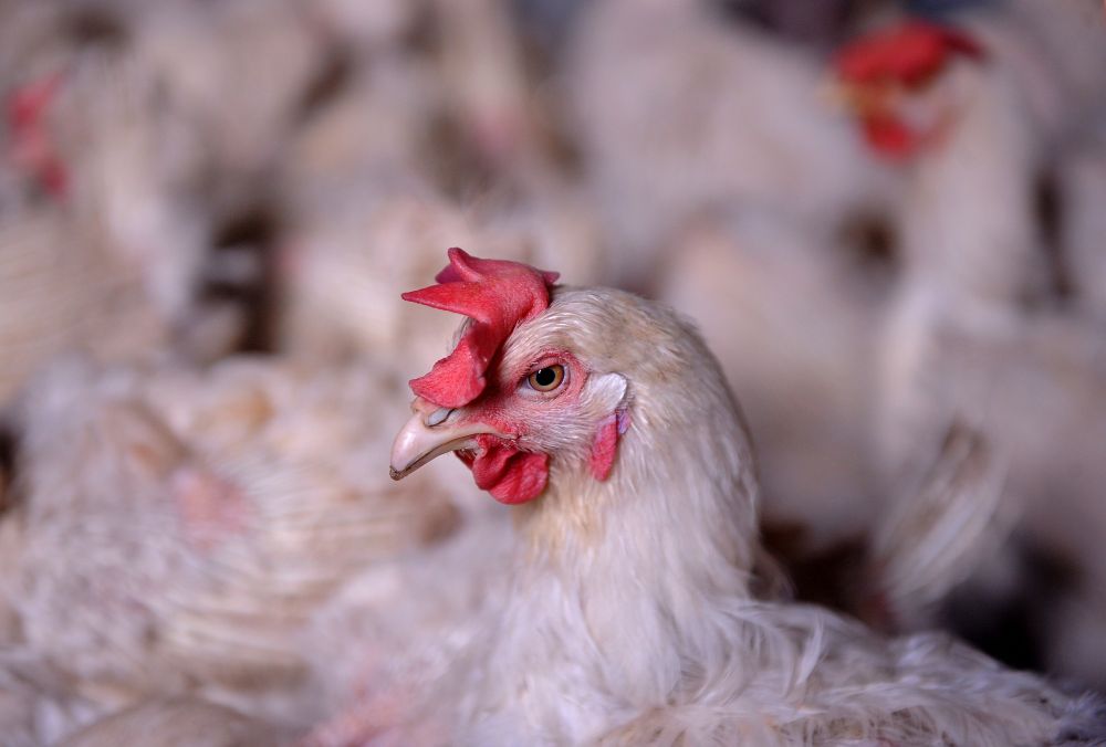 Warning bells as poultry imports surge, raising concerns for local industry