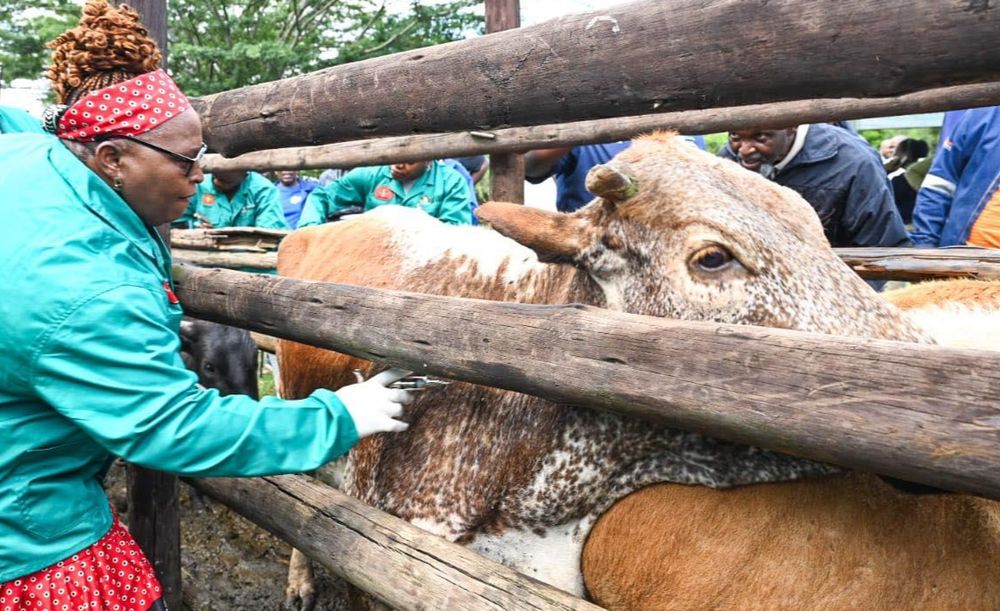 Is South Africa's veterinary workforce crisis threatening food security ...