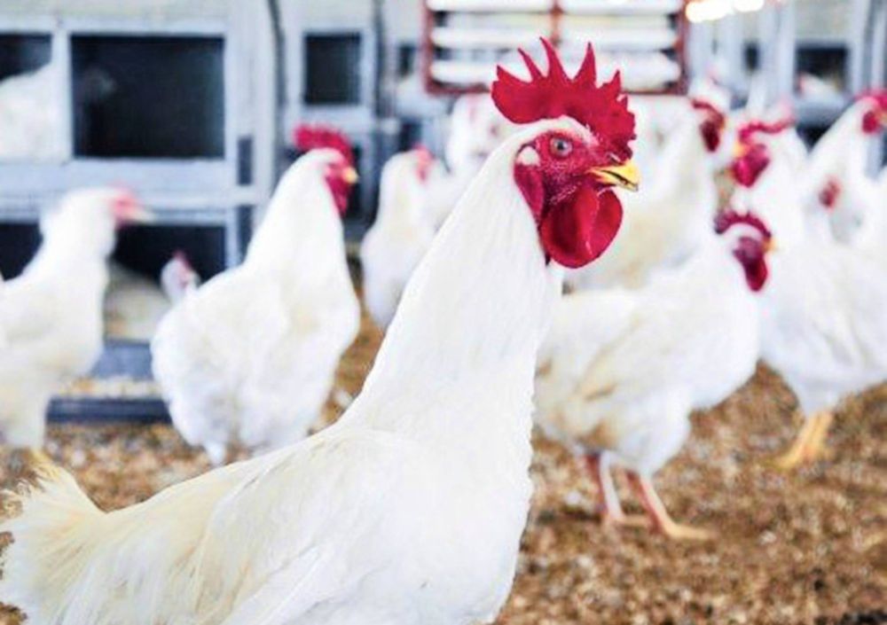 Poultry imports destructive - Astral