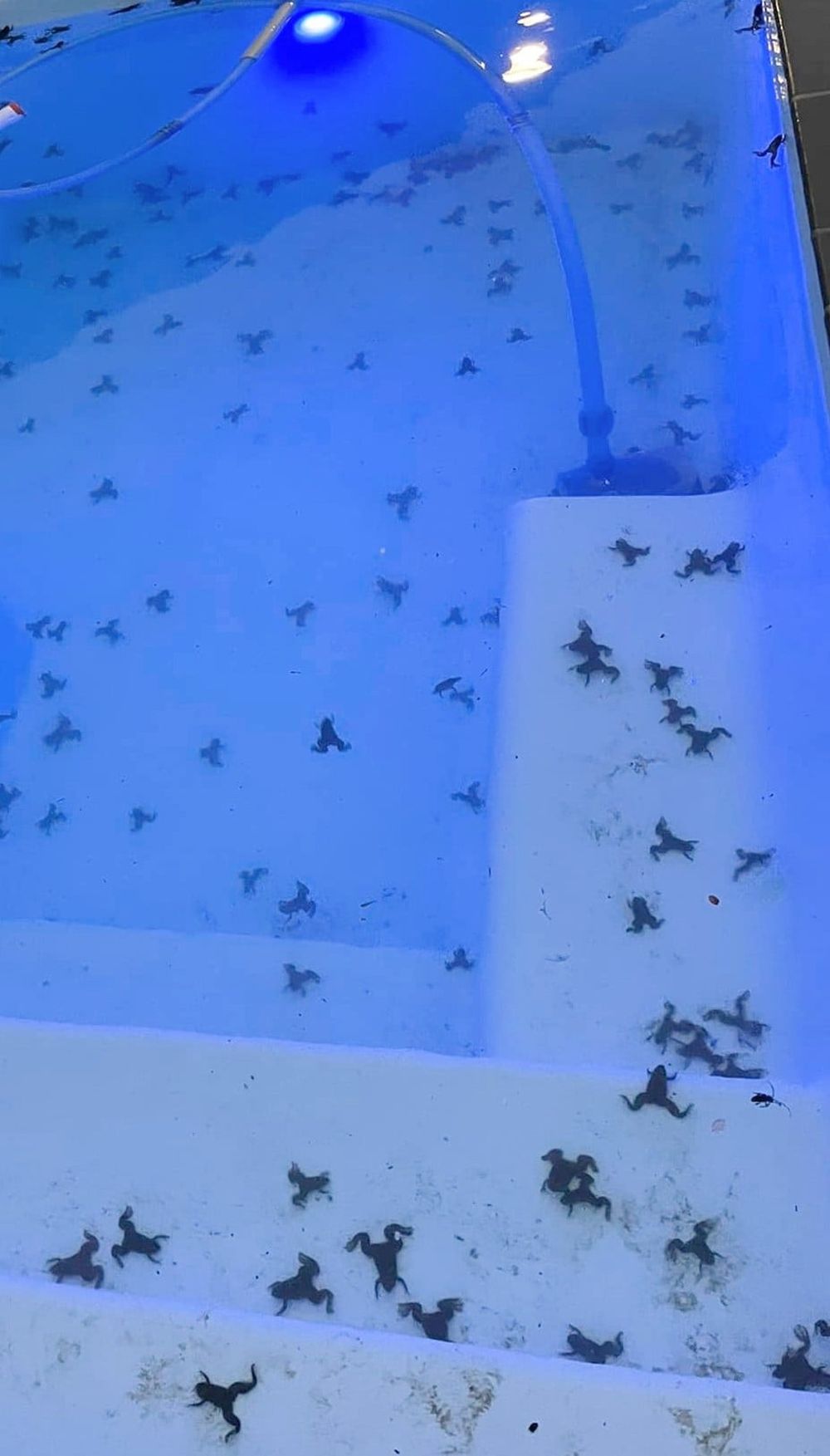 Residents rush to rescue frogs before they croak