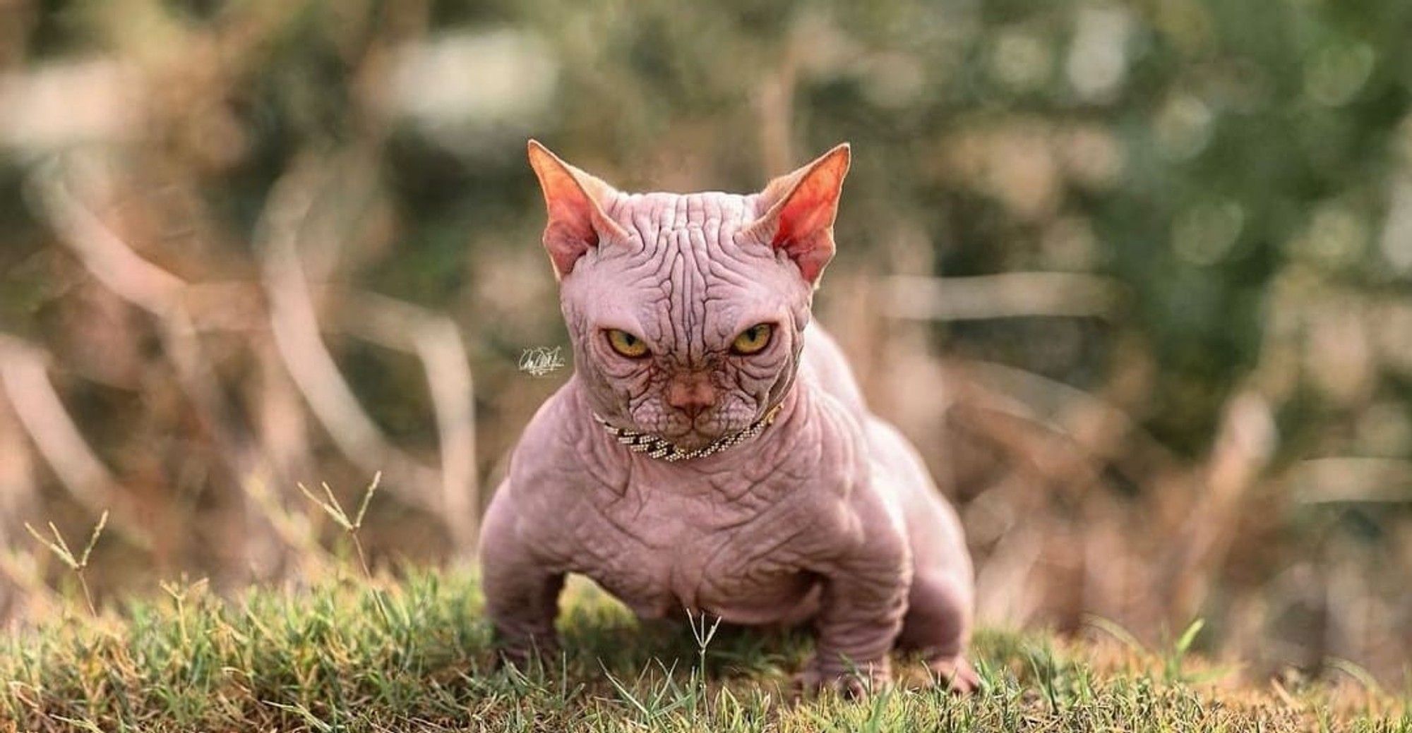 What is the ‘Bullycat’ trend and why are UK animal welfare groups ...