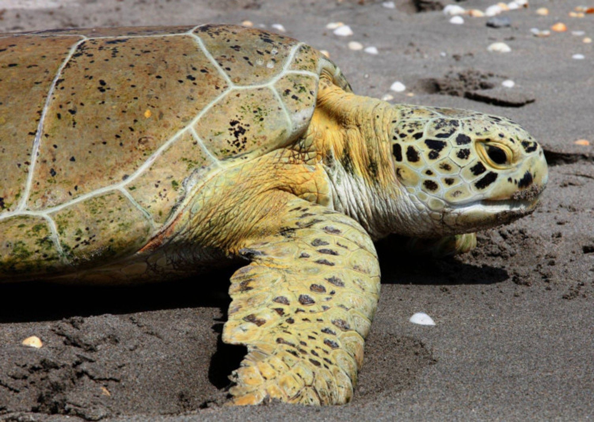 Checkmate for lonely turtle Max