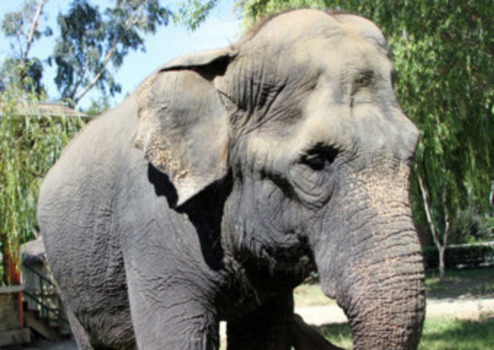 Not such a Dumbo after all