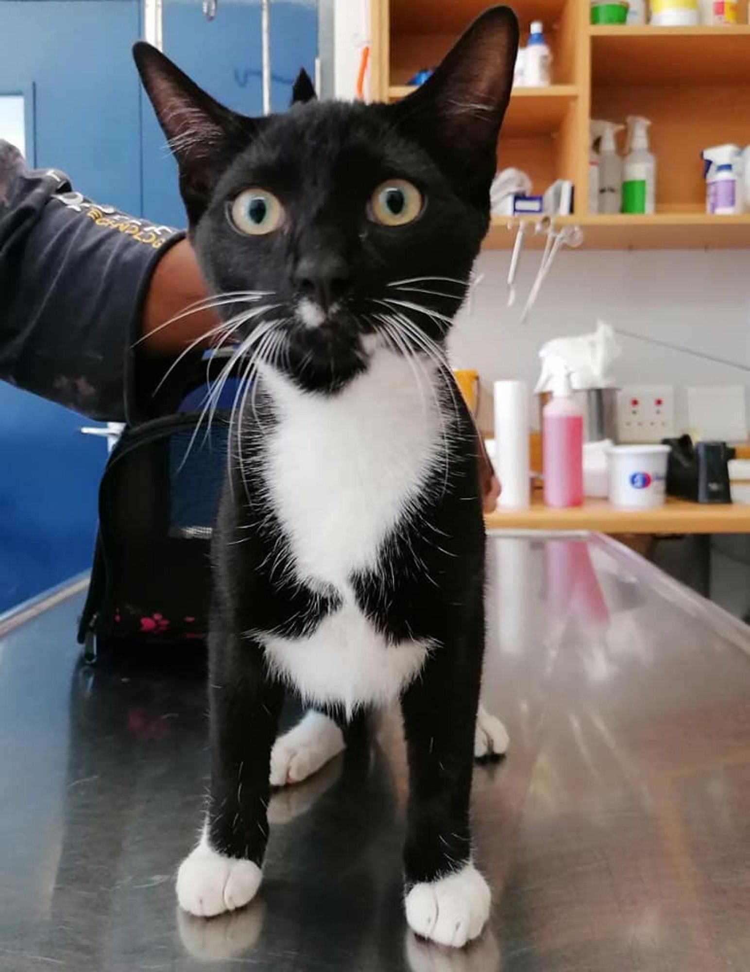 Katjie unharmed after swallowing needle and thread