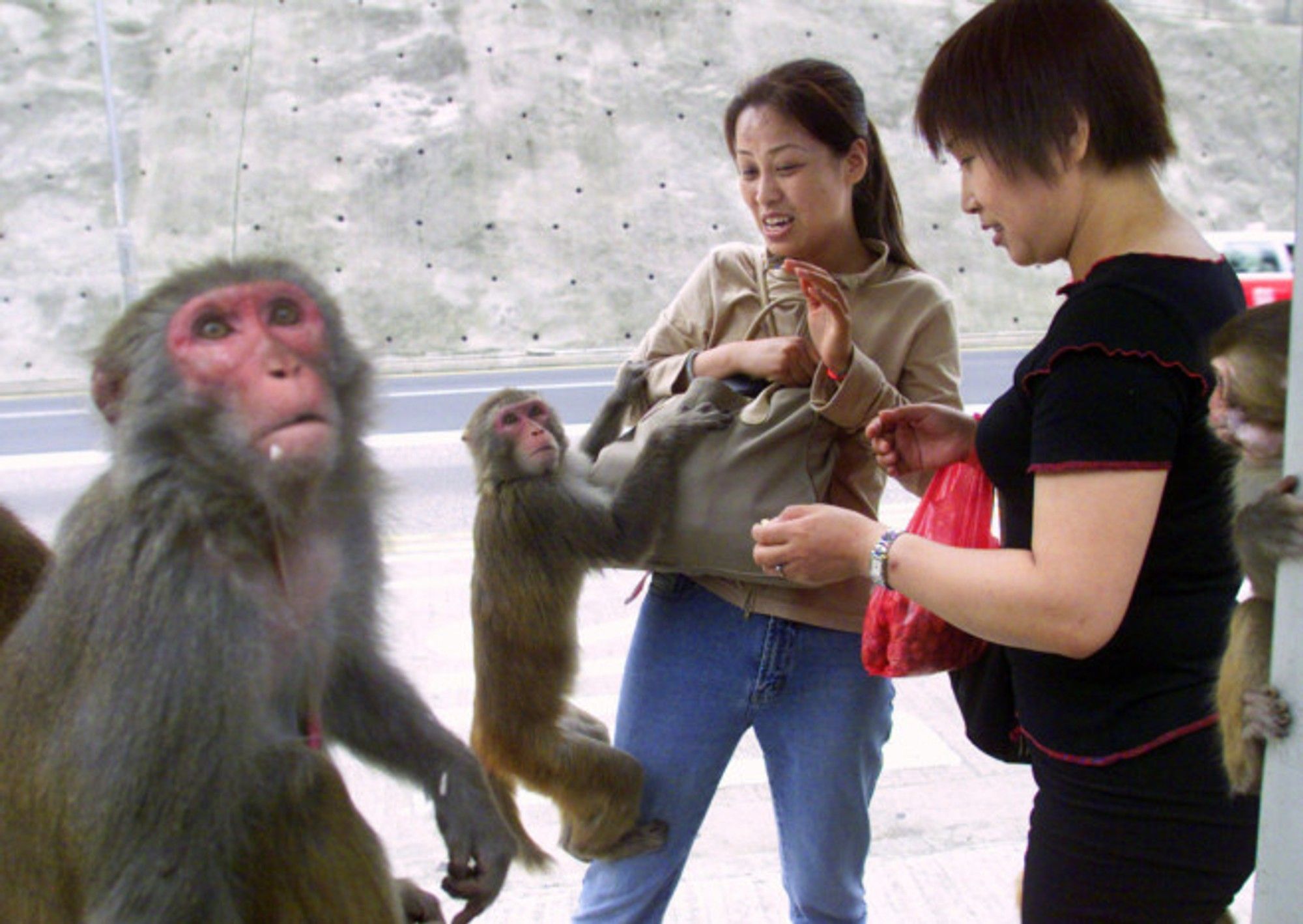 Let’s get this monkey off our backs