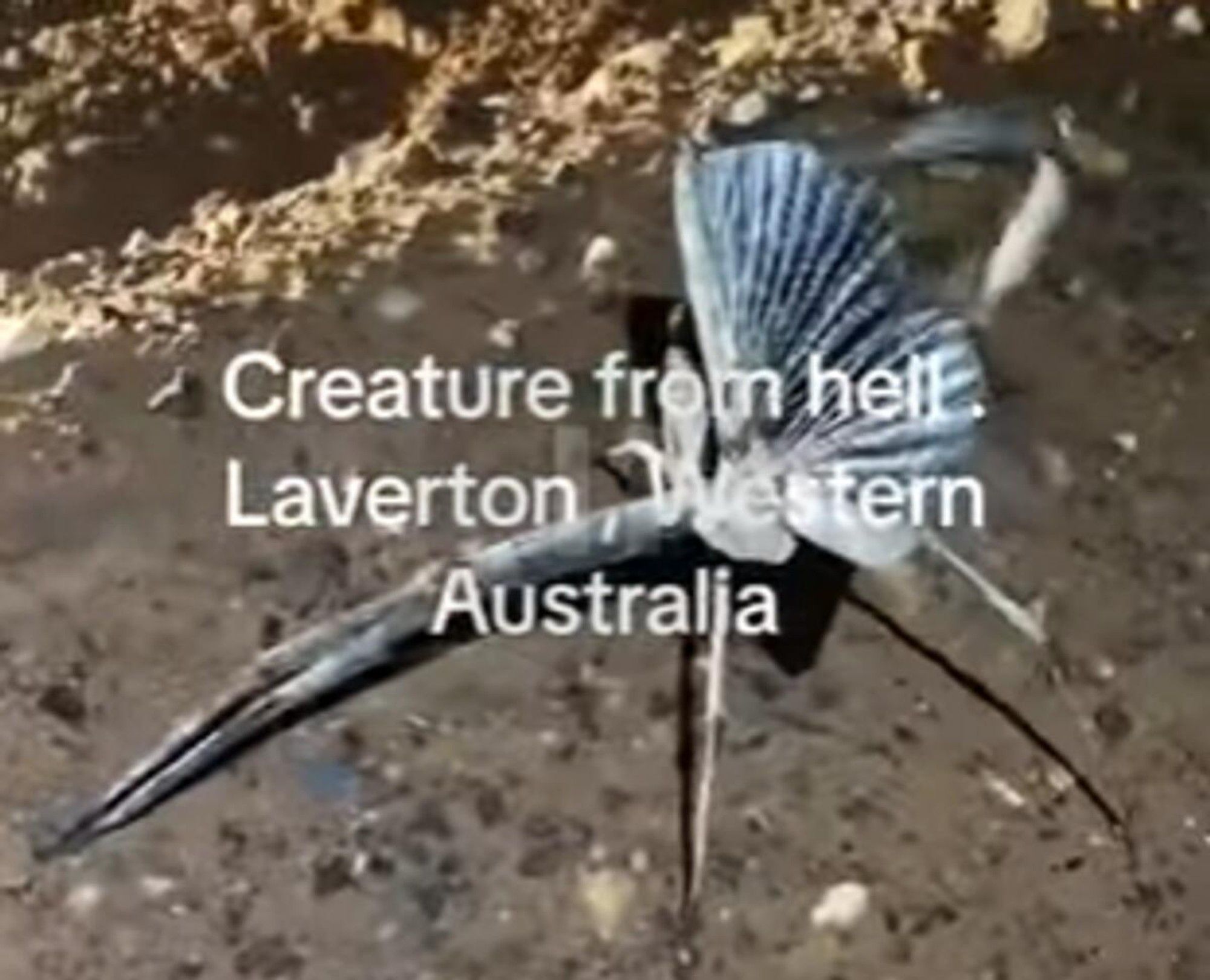 Australian insect dubbed ‘Creature from Hell’ finally identified