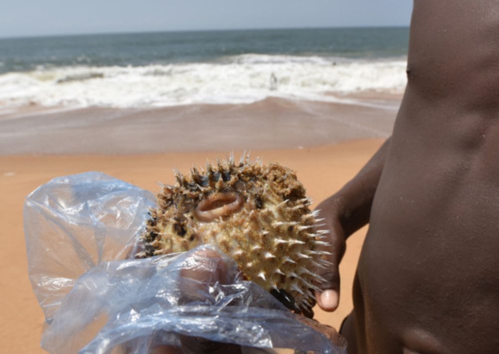 Five ill after eating puffer fish