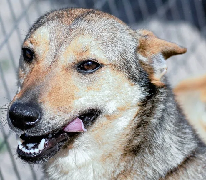 Bid to save Uitsig Animal Rescue Centre animals