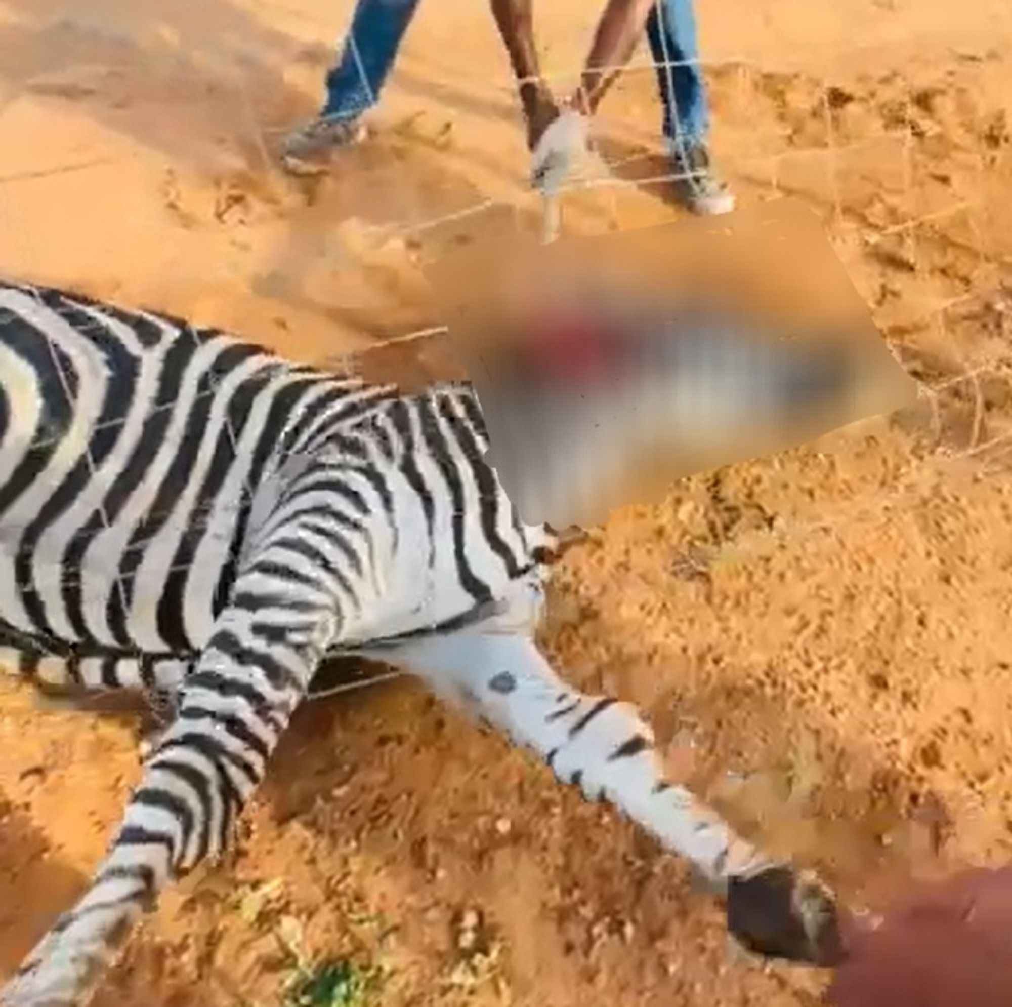 Ikhululwe ngebheyile indoda exabele yabulala iqwarhashe