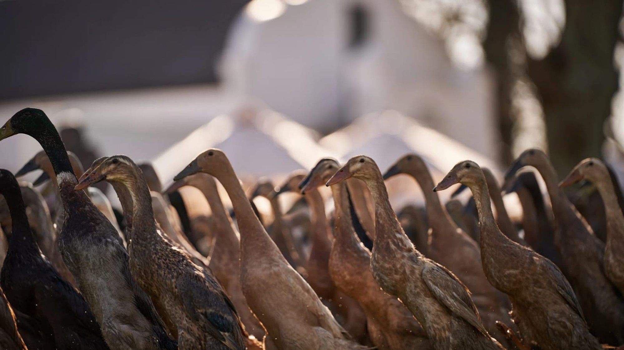 Ducks in a row - Vergenoegd Löw expands sustainable farming with Indian ...