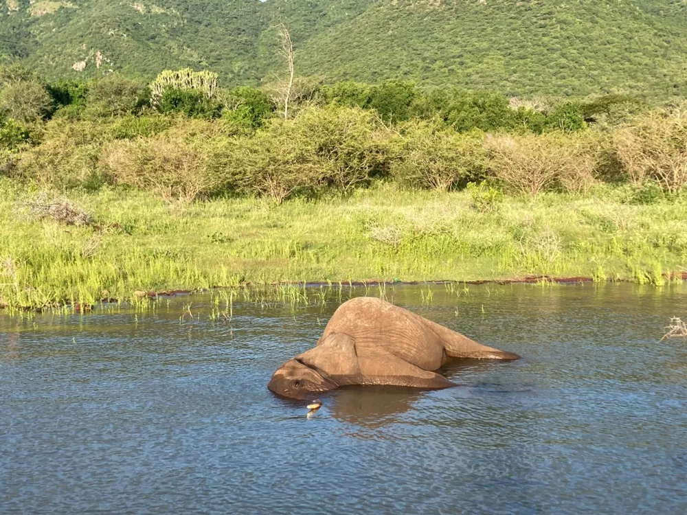 LOOK: KwaZulu-Natal lake turning into elephant ‘slaughterhouse’ – DA