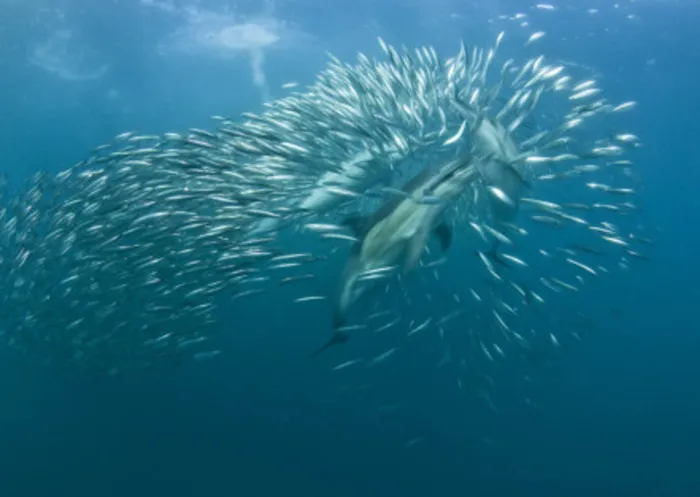 Locals puzzled by dead fish