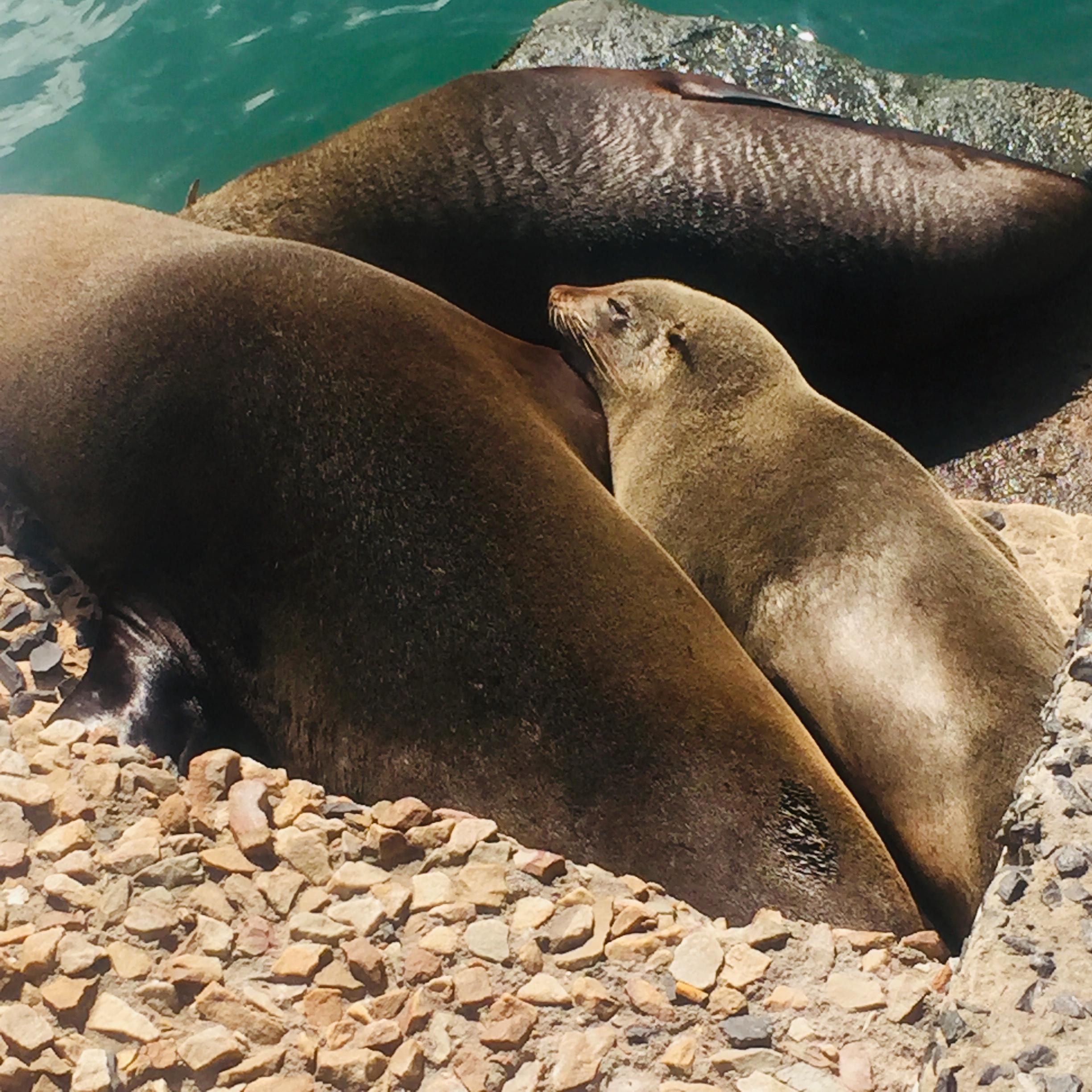 Rabies confirmed in Cape fur seals: What beachgoers need to know