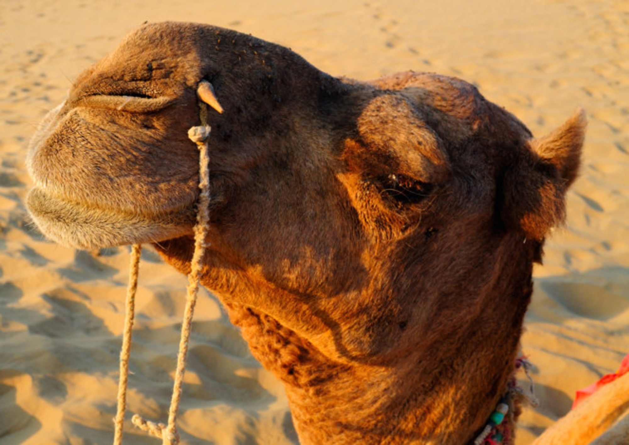 Camel kills man in Mexico