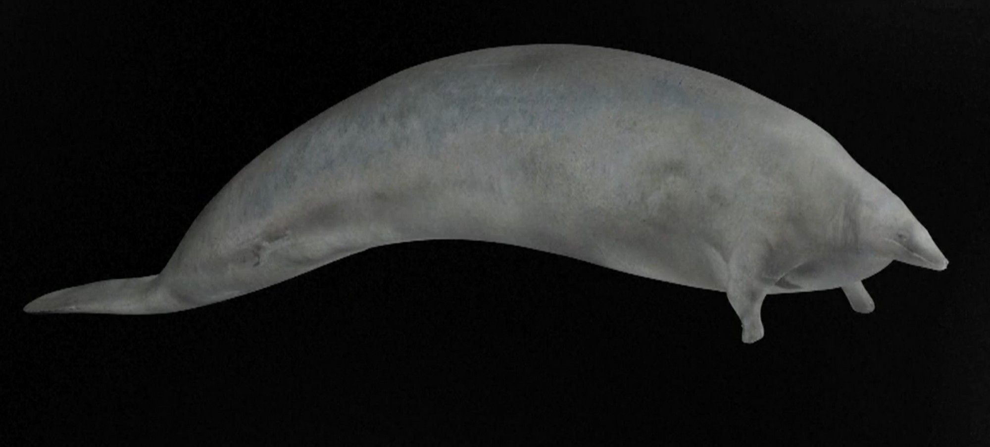 WATCH: Heaviest animal ever may be ancient whale found in Peruvian desert