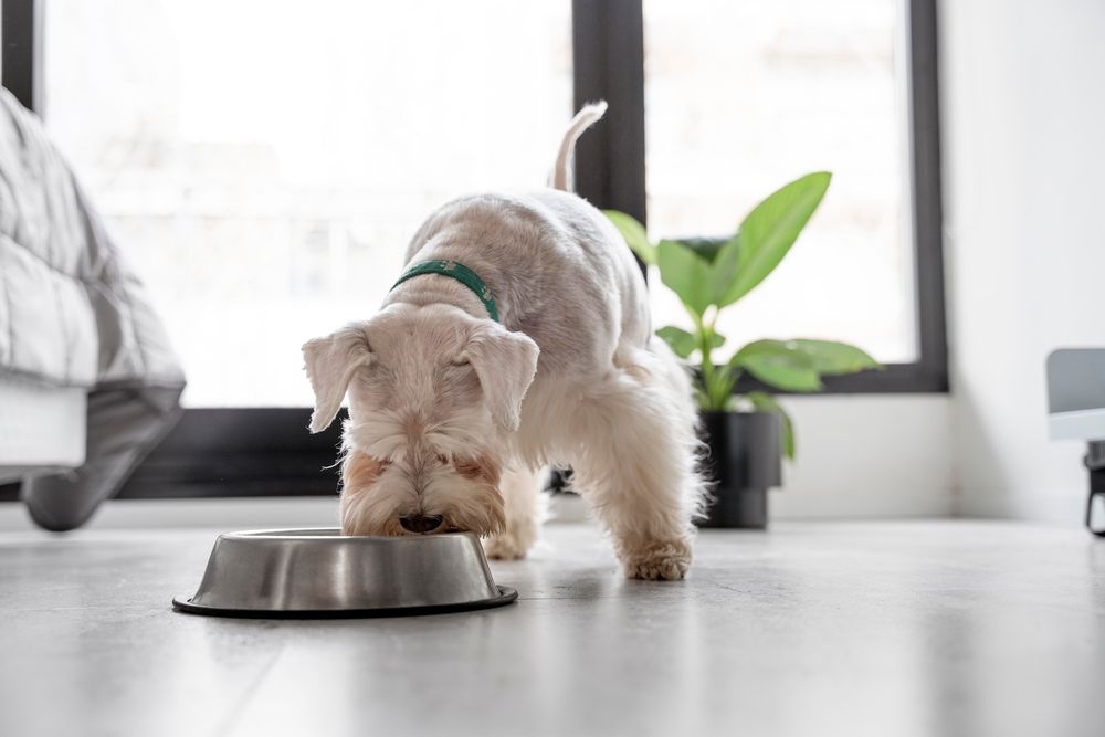 National Consumer Commission alerts pet owners about recalled dry food ...