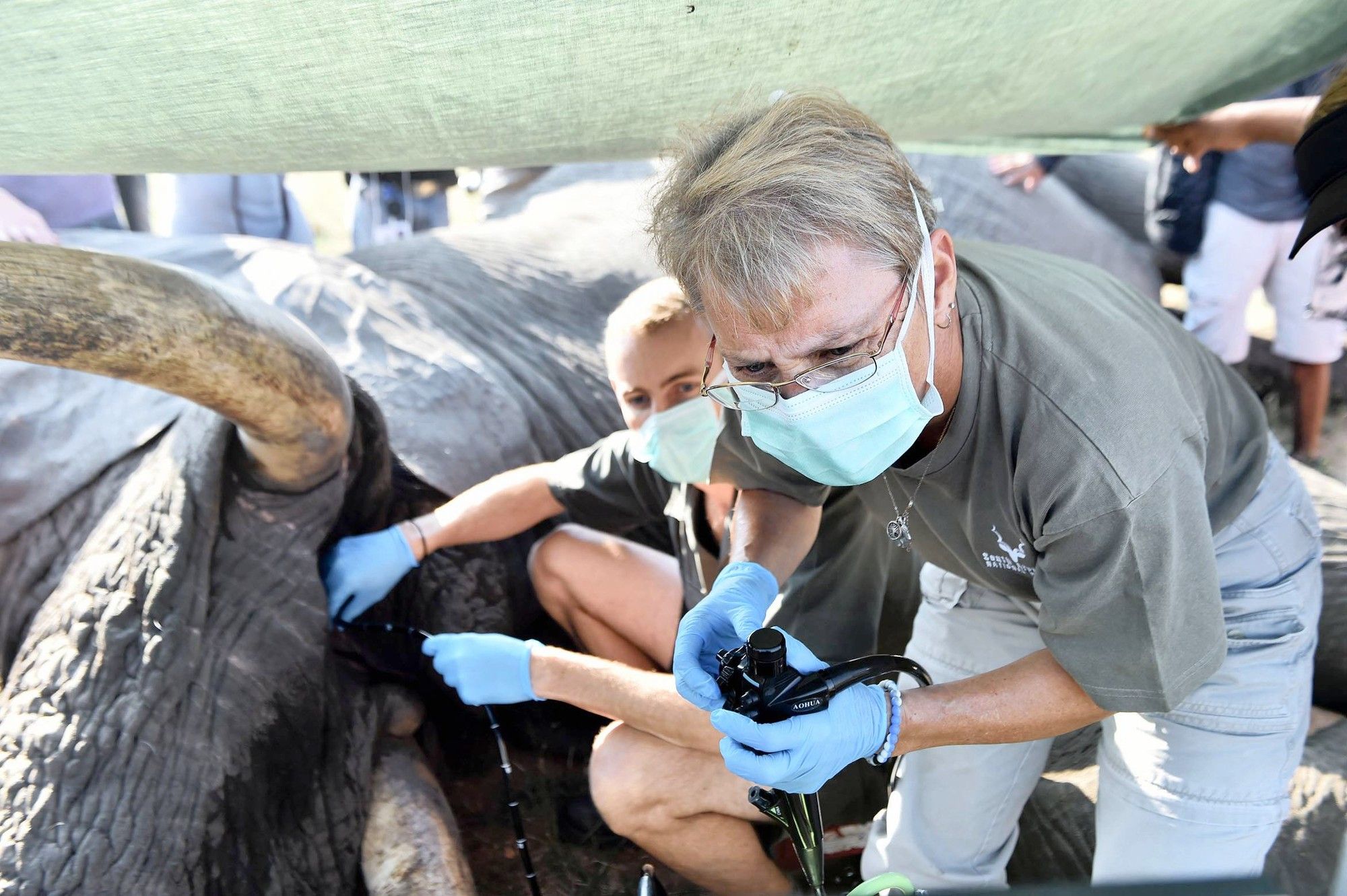 Kruger Park on alert after TB claims life of an elephant