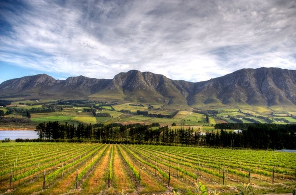 Cape farms in the world’s best vineyards list