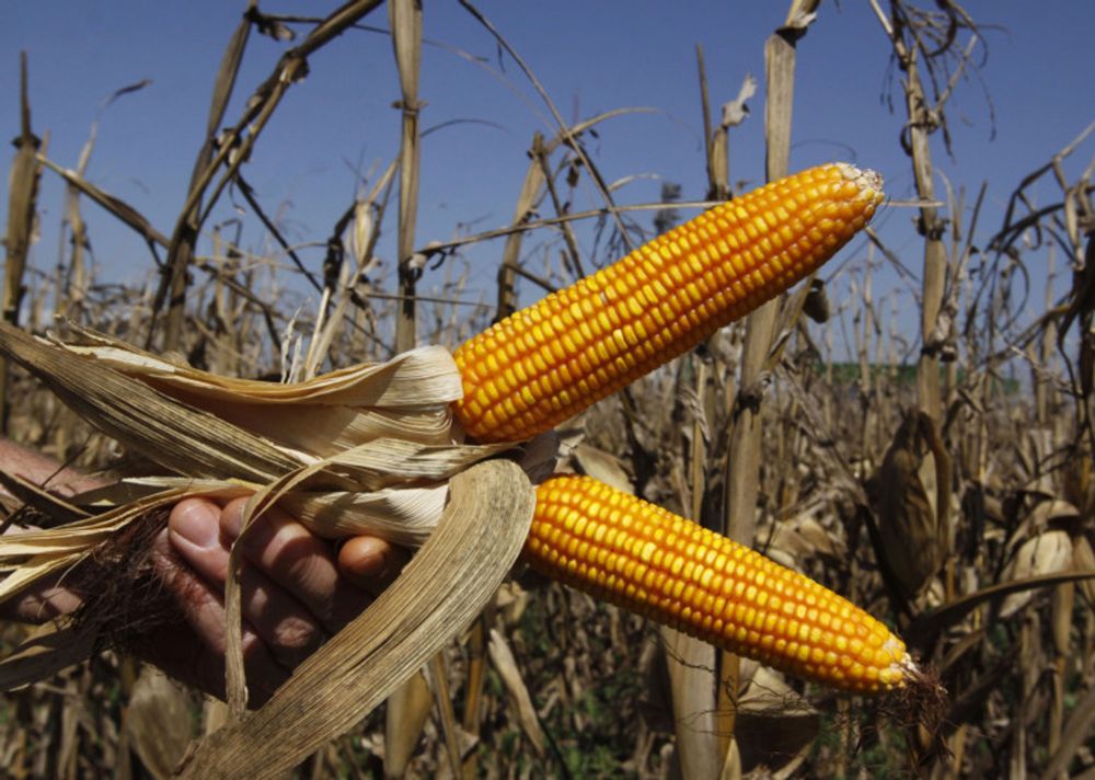 Weather extremes hurt maize crop