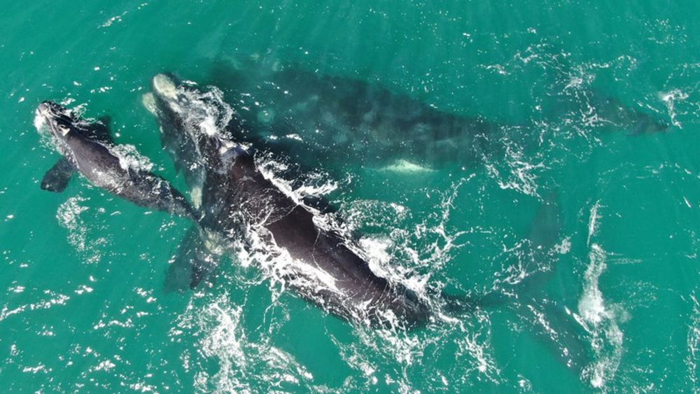 Drones make waves in whale research