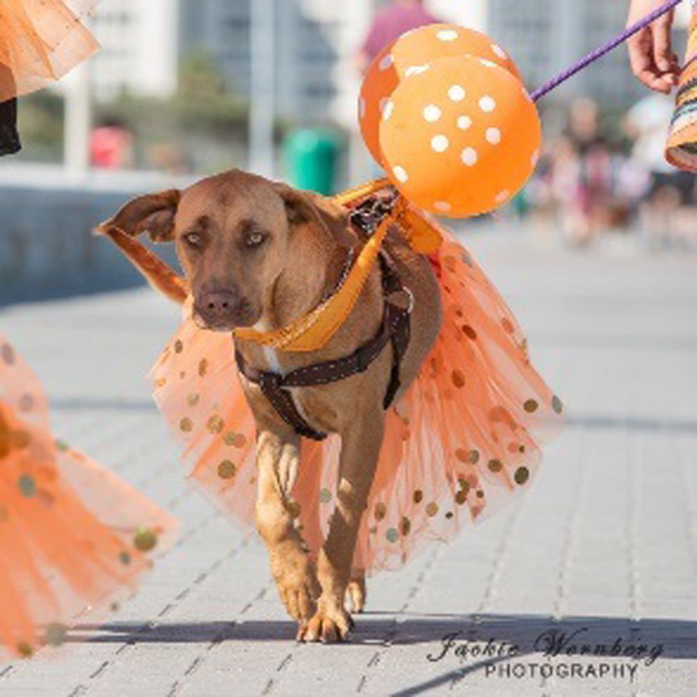 Four-legged friends ready to woof it up at fundraiser