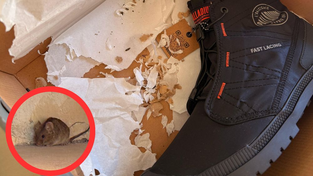 Customer horrified to find live mice in shoe delivery from an online store