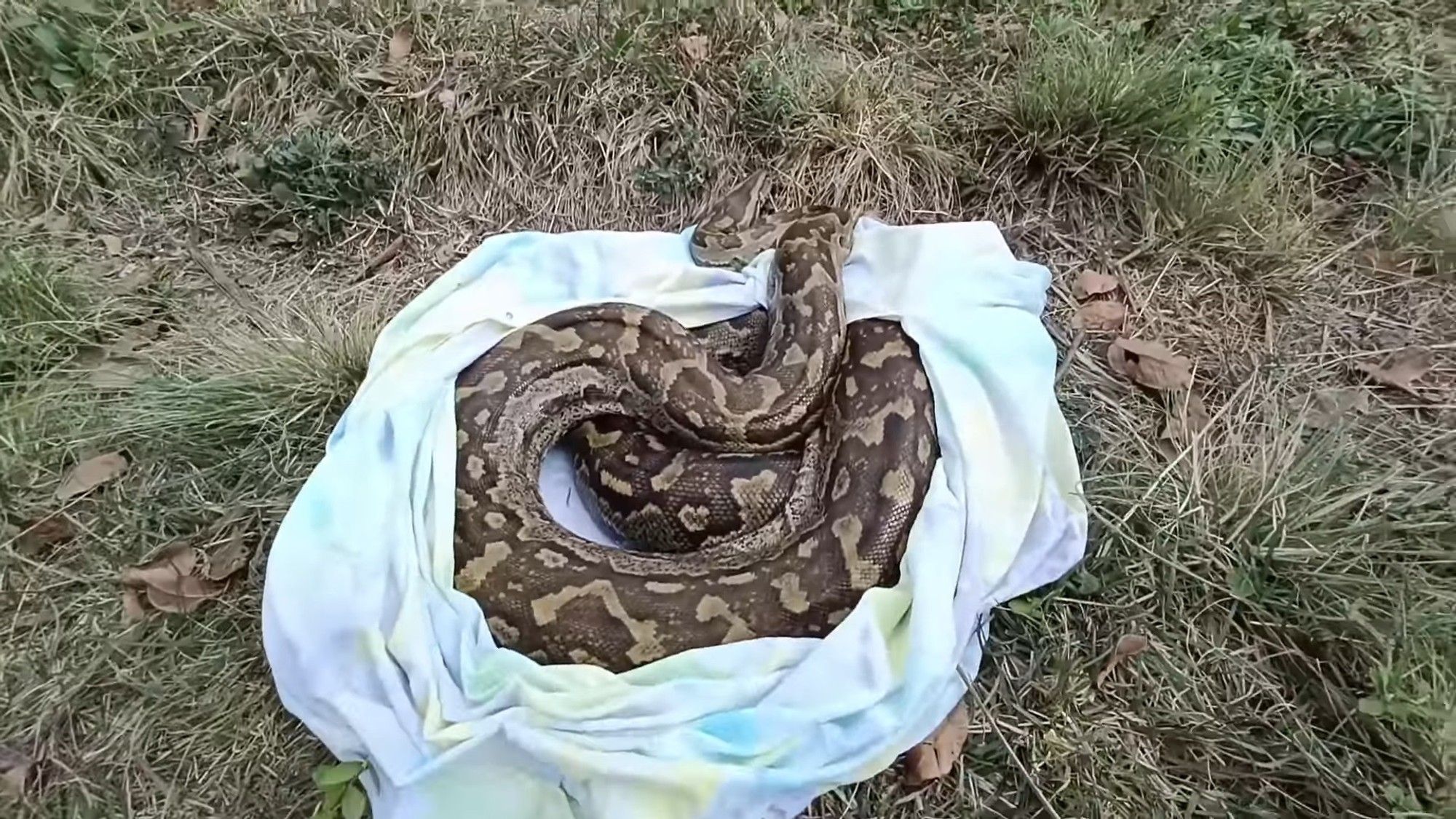 WATCH: Snake handler says he would rather get bitten than have the ...