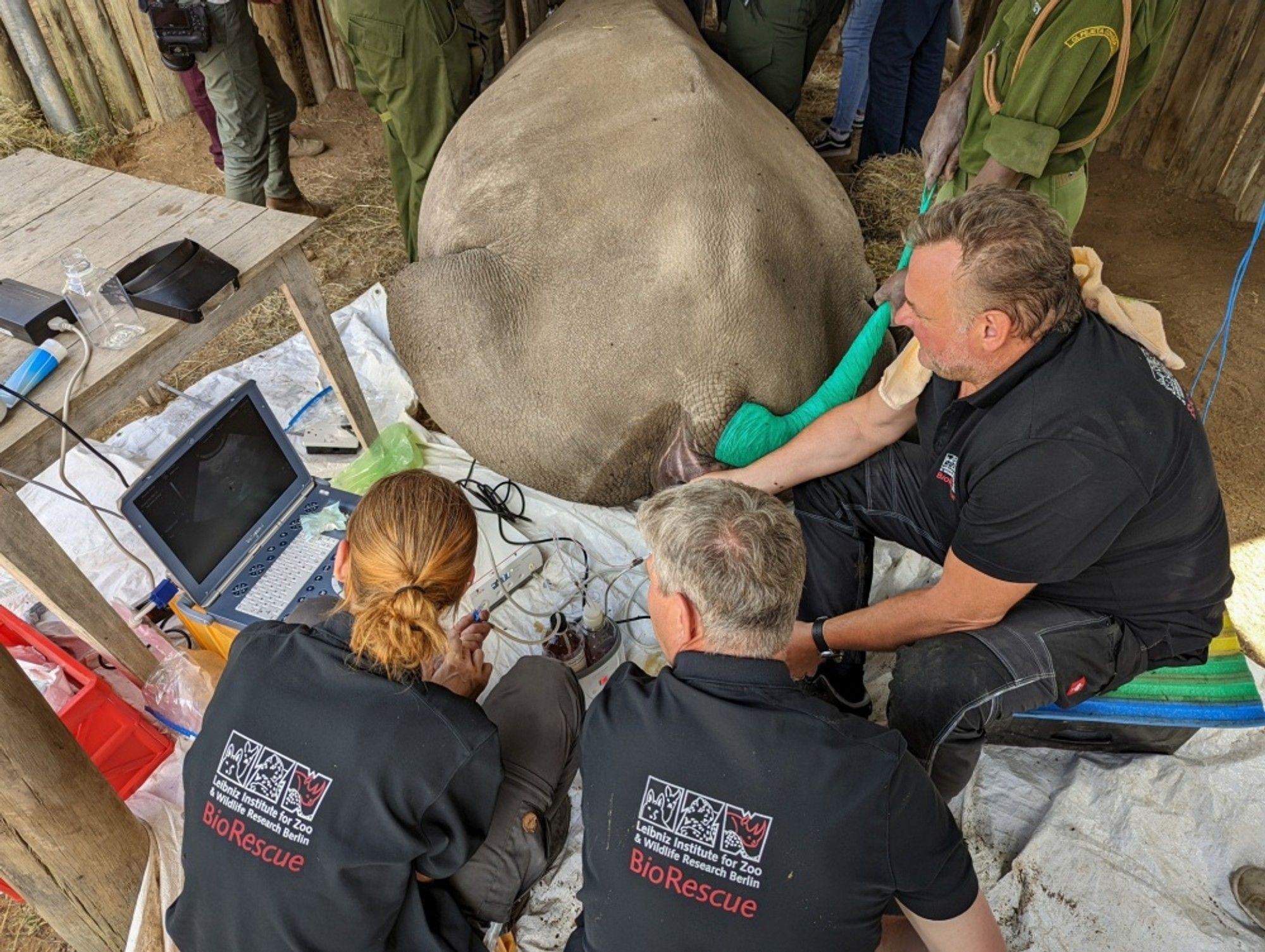 Groundbreaking IVF rhino pregnancy sparks hope for northern white rhino