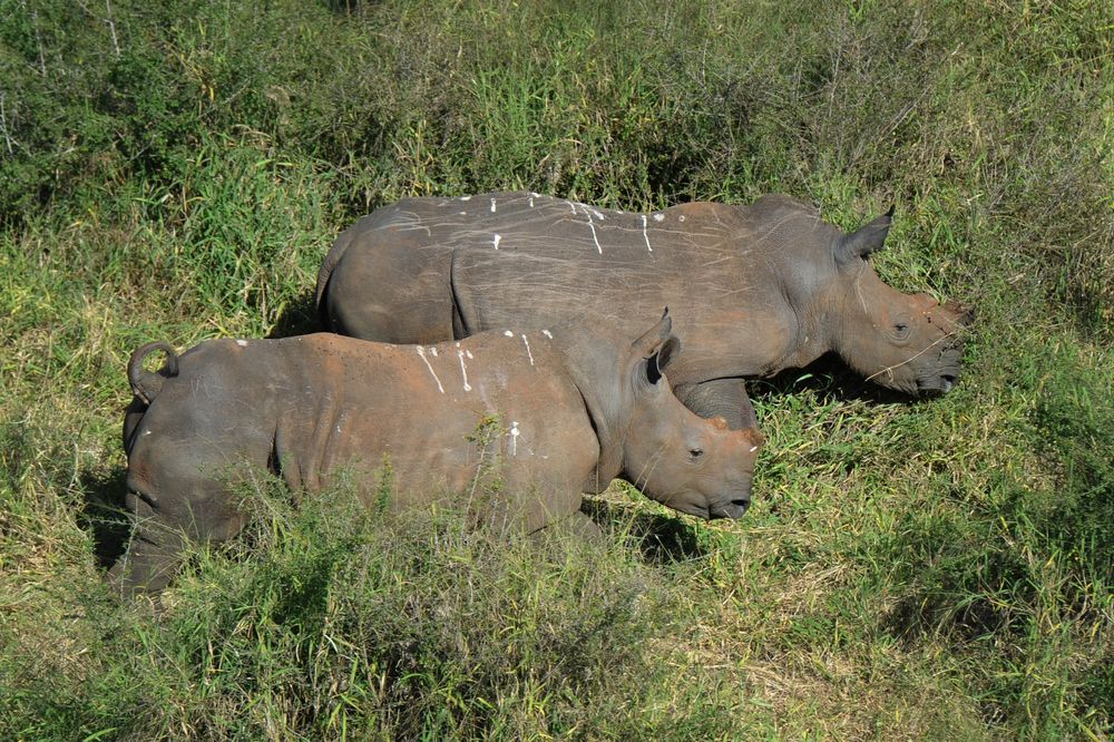 Ezemvelo KZN Wildlife achieves historic low in rhino poaching