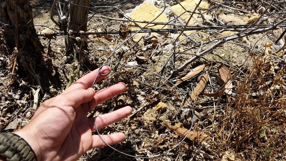 Poachers kill two lions and a zebra, using wire snares in a Limpopo ranch
